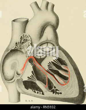 Papillary Muscle Anatomy