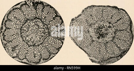 . The anatomy of woody plants. Botany -- Anatomy. THE FILICALES 279 ...