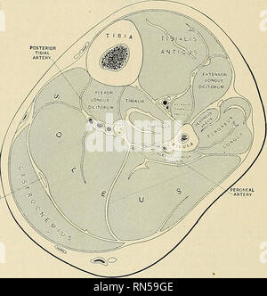 . Anatomy, descriptive and applied. Anatomy. TRANSVERSE AURICULAR ...