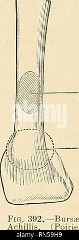 . Anatomy, descriptive and applied. Anatomy. SESAMOID BONES 257 ...