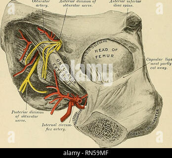 . Anatomy, descriptive and applied. Anatomy. Groove for middle temporal ...