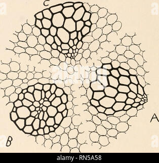 . The anatomy of woody plants. Botany -- Anatomy. THE ANATOMY OF WOODY ...