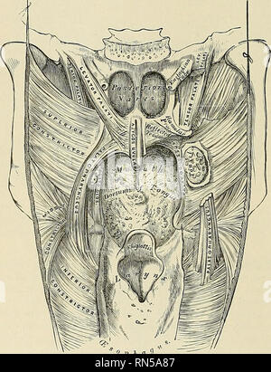 . Anatomy, descriptive and applied. Anatomy. THE PHARYNGEAL REGION 395 ...