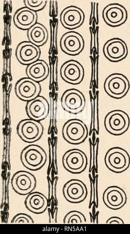 . The anatomy of woody plants. Botany -- Anatomy. THE ROOT 149. resin ...