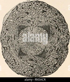 . The anatomy of woody plants. Botany -- Anatomy. THE ROOT 149. resin ...