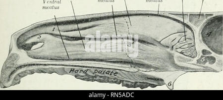 . The anatomy of the domestic animals. Veterinary anatomy. 454 ...