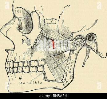 . Anatomy, descriptive and applied. Anatomy. THE BUCCAL It EG ION 375 ...