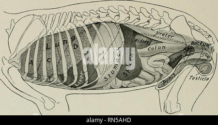 . The anatomy of the domestic animals . Veterinary anatomy. 506 ...