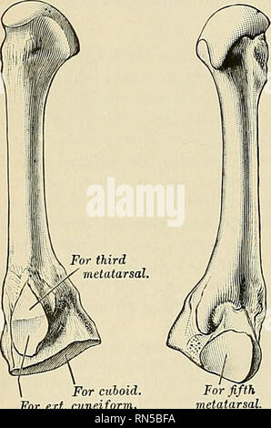 . Anatomy, descriptive and applied. Anatomy. For cuneifor? For OS ...