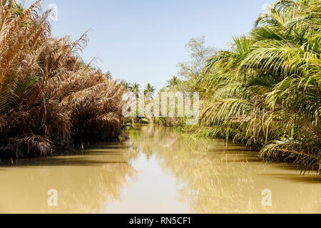Green plants with tall leaves at waterside of Mekong river or delta in ...