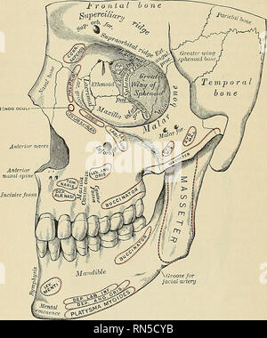 . Anatomy, descriptive and applied. Anatomy. THE FRONTAL BONE 77 in the ...