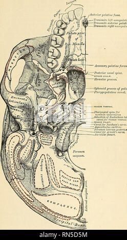 . Anatomy, descriptive and applied. Anatomy. THE SKULL AS A WHOLE 1.3:3 ...