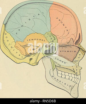 . Anatomy, descriptive and applied. Anatomy. Groove for middle temporal ...