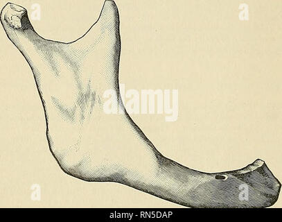. Anatomy, descriptive and applied. Anatomy. Fig. 230 ...