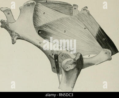 . The anatomy of the domestic animals. Veterinary anatomy. THE SACRUM ...