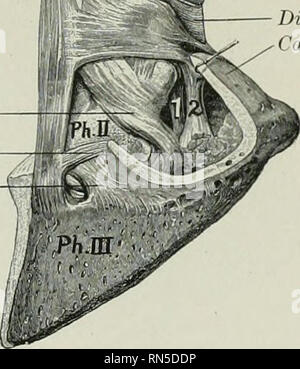 . The anatomy of the domestic animals . Veterinary anatomy. Mc. 2. Fig ...