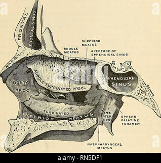 . Anatomy, descriptive and applied. Anatomy. ORIFICE O. Fig. lOGO ...
