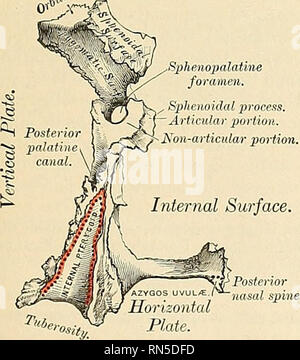 . Anatomy, descriptive and applied. Anatomy. THE TURBINATED BONE VA The ...