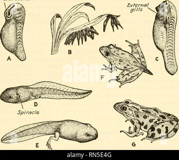 . Animal biology. Zoology; Biology. CLASS AMPHIBIA 367 secretions ...