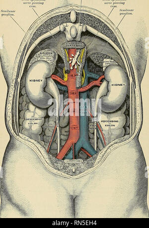 . Anatomy, descriptive and applied. Anatomy. ANTERIOR THORACIC NERVE8 ...
