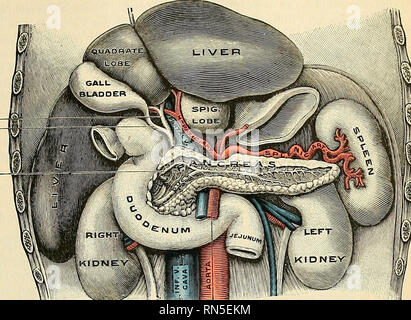 Illu pancreas duodenum Stock Photo - Alamy