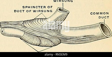 . Anatomy, descriptive and applied. Anatomy. WALL OF RENAL CALIX Fig ...