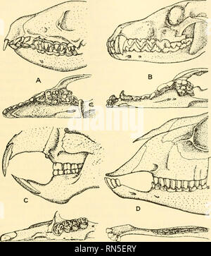 Two animal skulls, shown from the side. Lithograph by R. Ball (?) 1857 ...