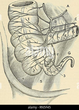 . Anatomy, descriptive and applied. Anatomy. 1074 THE NERVE SYSTEM The ...