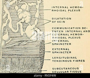 . Anatomy, descriptive and applied. Anatomy. LULAH TISSUE Fig. 1074 ...