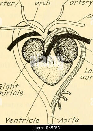 . Animal biology. Zoology; Biology. Carotid artery Subclav- ian ...
