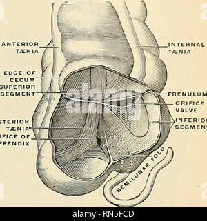 . Anatomy, descriptive and applied. Anatomy. THE CECUM 1297 It is ...