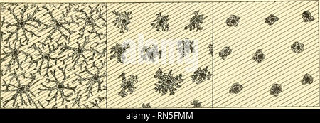 . Animal biology. Zoology; Biology. CLASS AMPHIBIA 379 tion called the ...