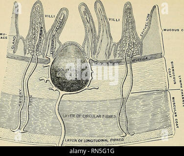Anatomy of the cat digestion Stock Photo: 34974670 - Alamy