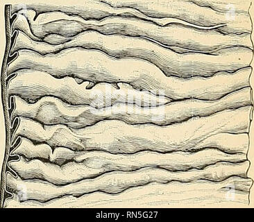 . Anatomy, descriptive and applied. Anatomy. WALL OF RENAL CALIX Fig ...