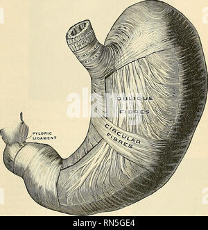 . Anatomy, descriptive and applied. Anatomy. THE STOMACH nil Antrum ...