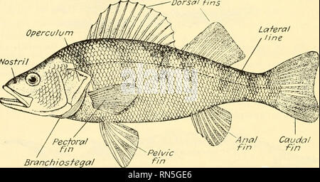 . Animal biology. Zoology; Biology. 346 METAZOAN PHYLA The circulation ...