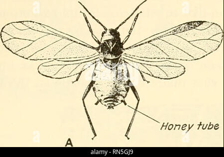 . Animal biology. Zoology; Biology. CLASS INSECTA 277 many segments but ...