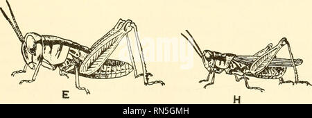 Red-legged Locust (Melanoplus femur-rubrum) perched on the furry stalk ...