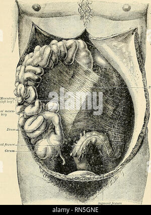 . Anatomy, descriptive and applied. Anatomy. THE JEJUNUM AND ILEUM 1289 ...