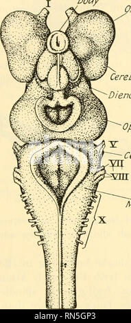 . Animal biology. Zoology; Biology. CLASS CYCLOSTOMATA 343 amphioxus ...
