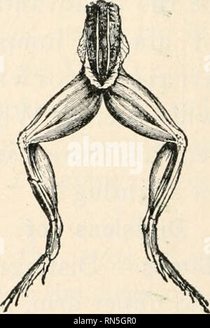 The biology of the frog (Page 6, Fig. 3 Stock Photo - Alamy