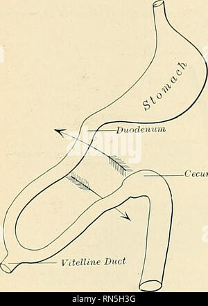 . Anatomy, descriptive and applied. Anatomy. THE CECUM 1299 appendix ...