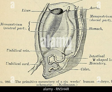 . Anatomy, descriptive and applied. Anatomy. THE LIVER 1323 vein in the ...