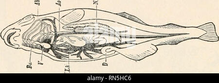 Human figure with fish in a bulb around her head near the sea with a ...