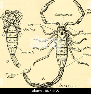 . Animal biology. Zoology; Biology. 300 METAZOAN PHYLA which will not ...