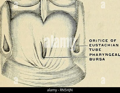 . Anatomy, descriptive and applied. Anatomy. THE TURBINATED BONE VA The ...