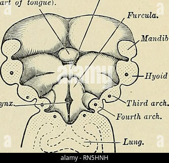 . Anatomy, descriptive and applied. Anatomy. THE PHARYNGEAL REGION 395 ...