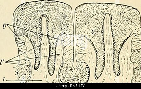 . Anatomy, descriptive and applied. Anatomy. ?^. Enamel pidp ...
