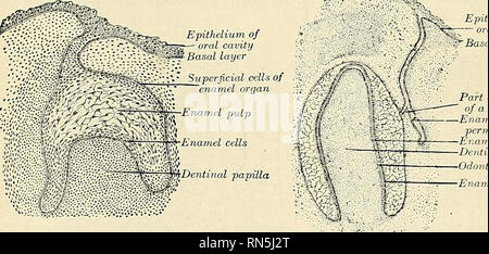 . Anatomy, descriptive and applied. Anatomy. 110 SPECIAL ANATOMY OF THE ...