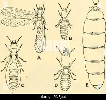 . Animal biology. Zoology; Biology. CLASS INSECTA 277 many segments but ...